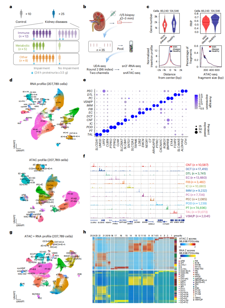 Nat Methods | 中科院蒋岚团队液滴微流控+组合索引：UDA-seq构建单细胞多组学测序新体系 - 微流控信息网