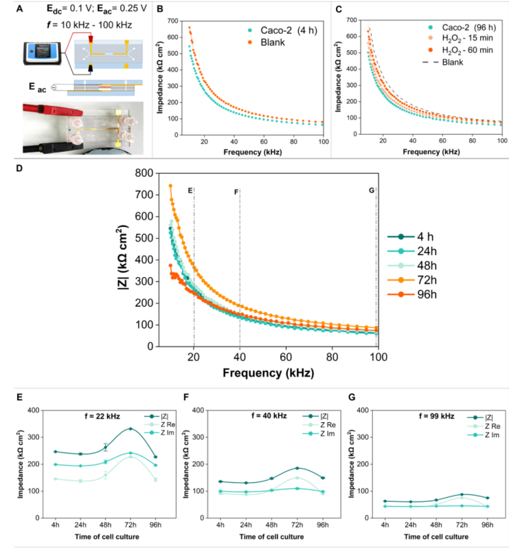 ACS Biomater Sci Eng | 微流控平台+Caco-2 球体：揭示空肠弯曲菌EVs与肠道上皮细胞的相互作用机制 - 微流控信息网