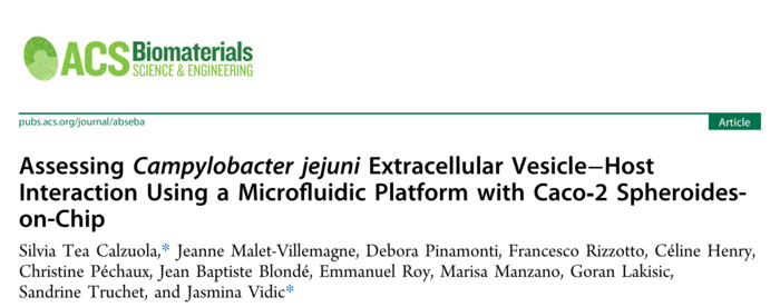 ACS Biomater Sci Eng | 微流控平台+Caco-2 球体：揭示空肠弯曲菌EVs与肠道上皮细胞的相互作用机制 - 微流控信息网
