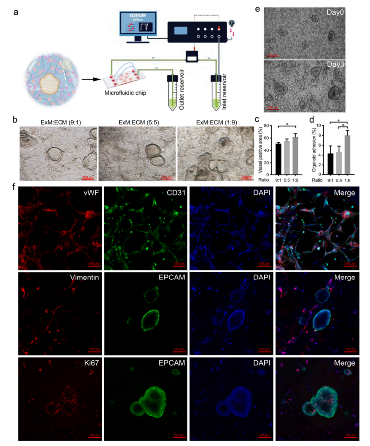 BIOACT MATER | 浙大张松英、冯晔、戴永东，基于微流控芯片的血管化子宫内膜模型：细胞间旁分泌机制研究 - 微流控信息网