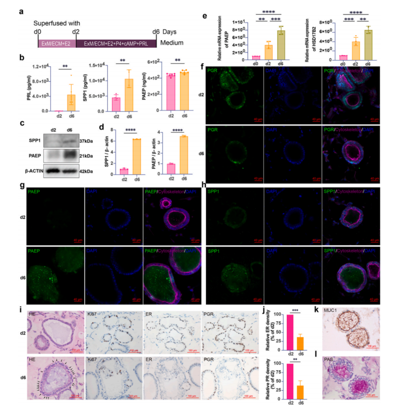 BIOACT MATER | 浙大张松英、冯晔、戴永东，基于微流控芯片的血管化子宫内膜模型：细胞间旁分泌机制研究 - 微流控信息网