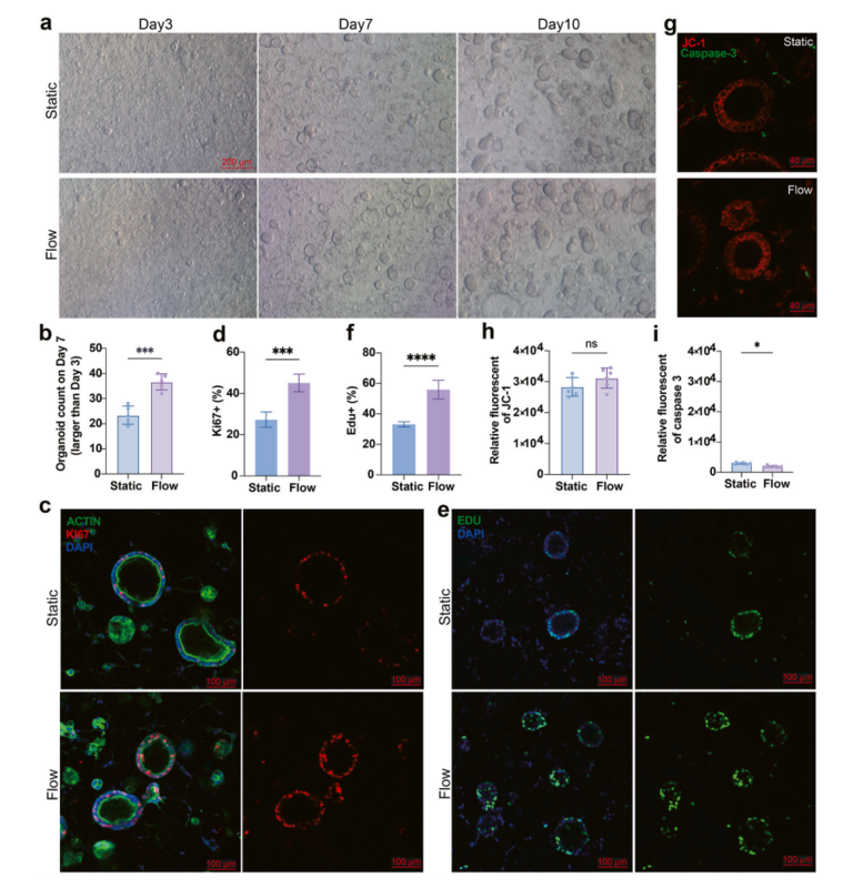 BIOACT MATER | 浙大张松英、冯晔、戴永东，基于微流控芯片的血管化子宫内膜模型：细胞间旁分泌机制研究 - 微流控信息网
