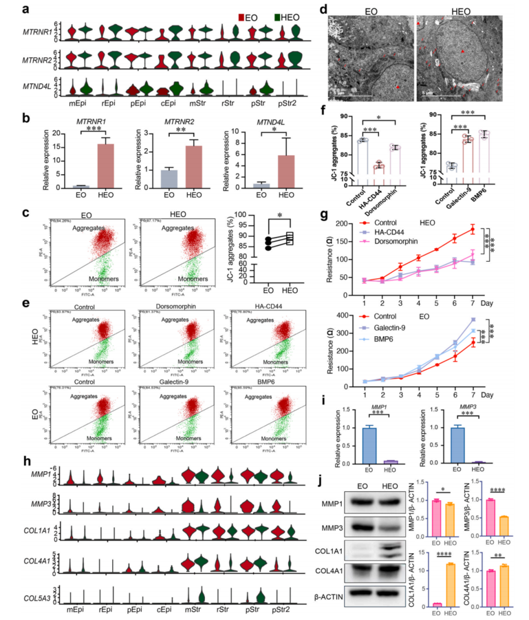 BIOACT MATER | 浙大张松英、冯晔、戴永东，基于微流控芯片的血管化子宫内膜模型：细胞间旁分泌机制研究 - 微流控信息网