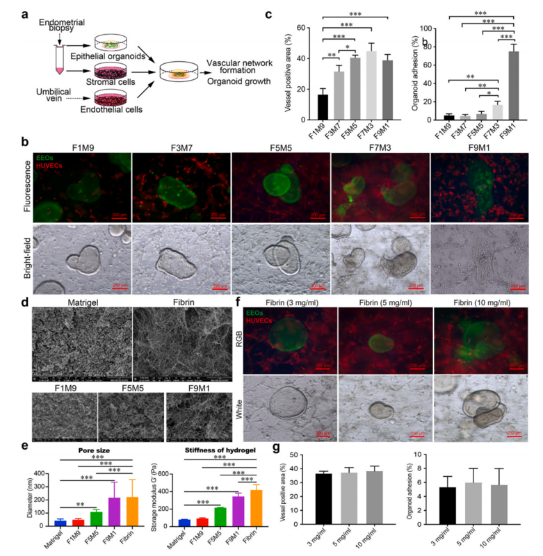 BIOACT MATER | 浙大张松英、冯晔、戴永东，基于微流控芯片的血管化子宫内膜模型：细胞间旁分泌机制研究 - 微流控信息网