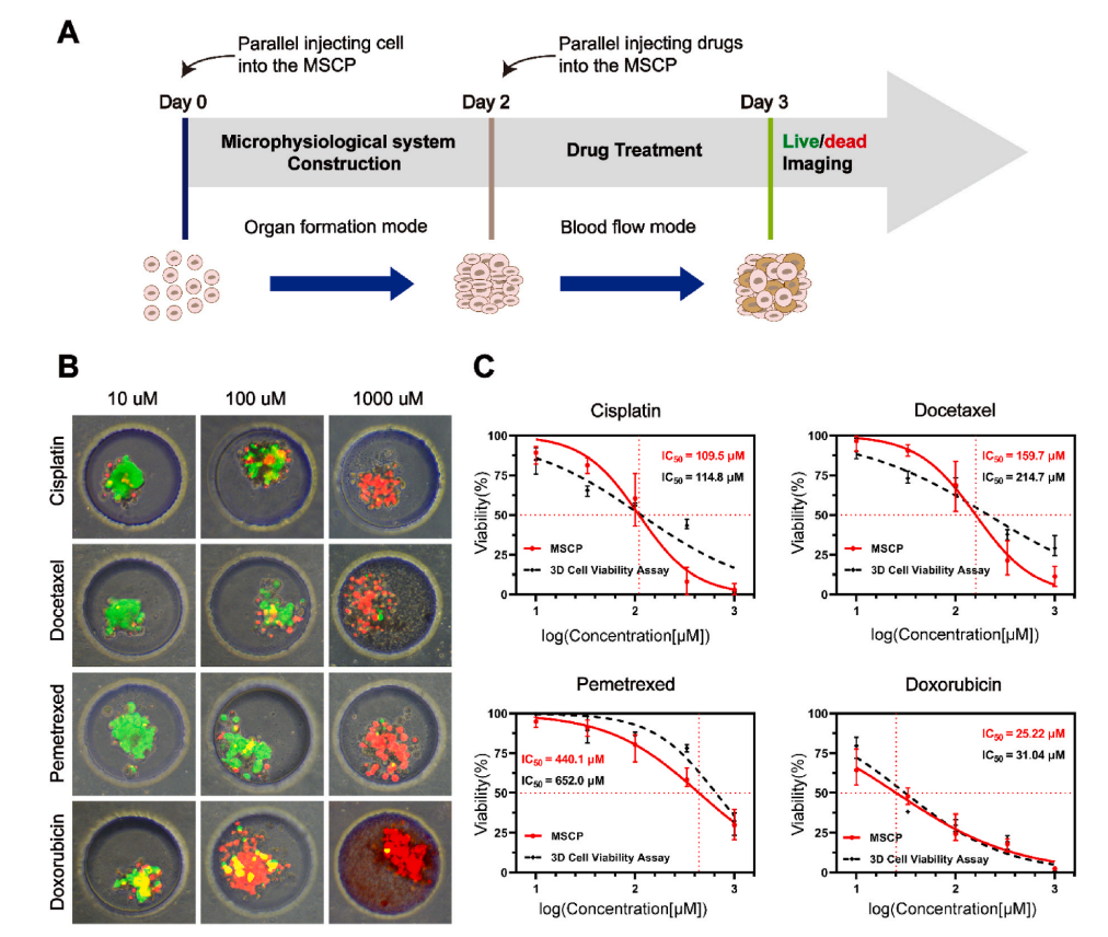 Bioact. Mater | 动态微生理系统芯片平台，用于高通量、可定制、多维药物筛选 - 微流控信息网