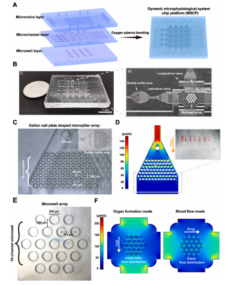 Bioact. Mater | 动态微生理系统芯片平台，用于高通量、可定制、多维药物筛选 - 微流控信息网