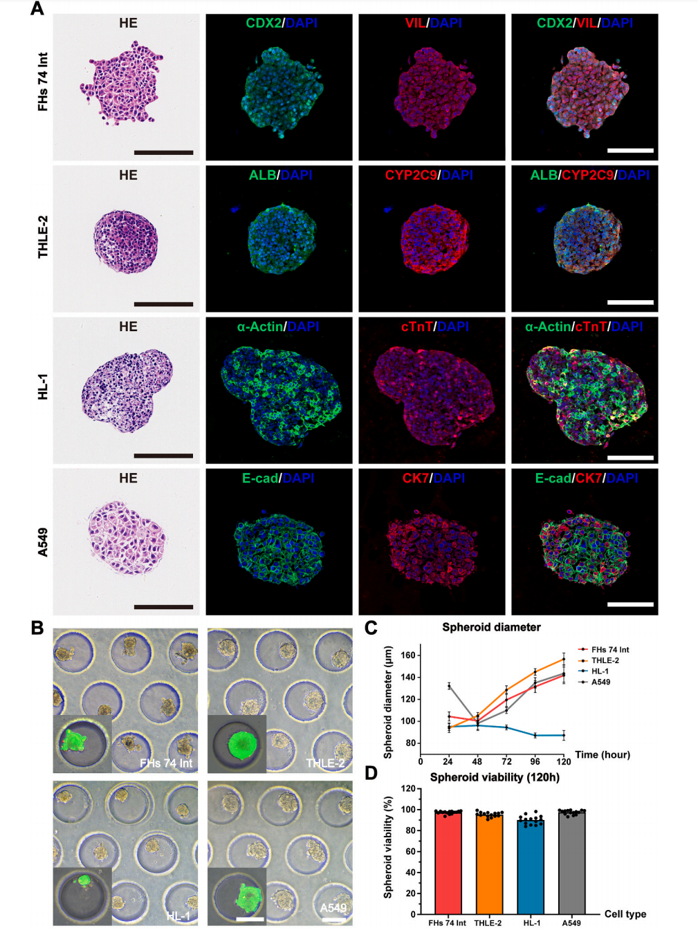 Bioact. Mater | 动态微生理系统芯片平台，用于高通量、可定制、多维药物筛选 - 微流控信息网